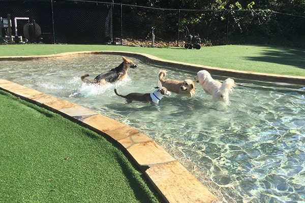 Luxury Dog Boarding in Mooresville NC | Pampered Pets Inn