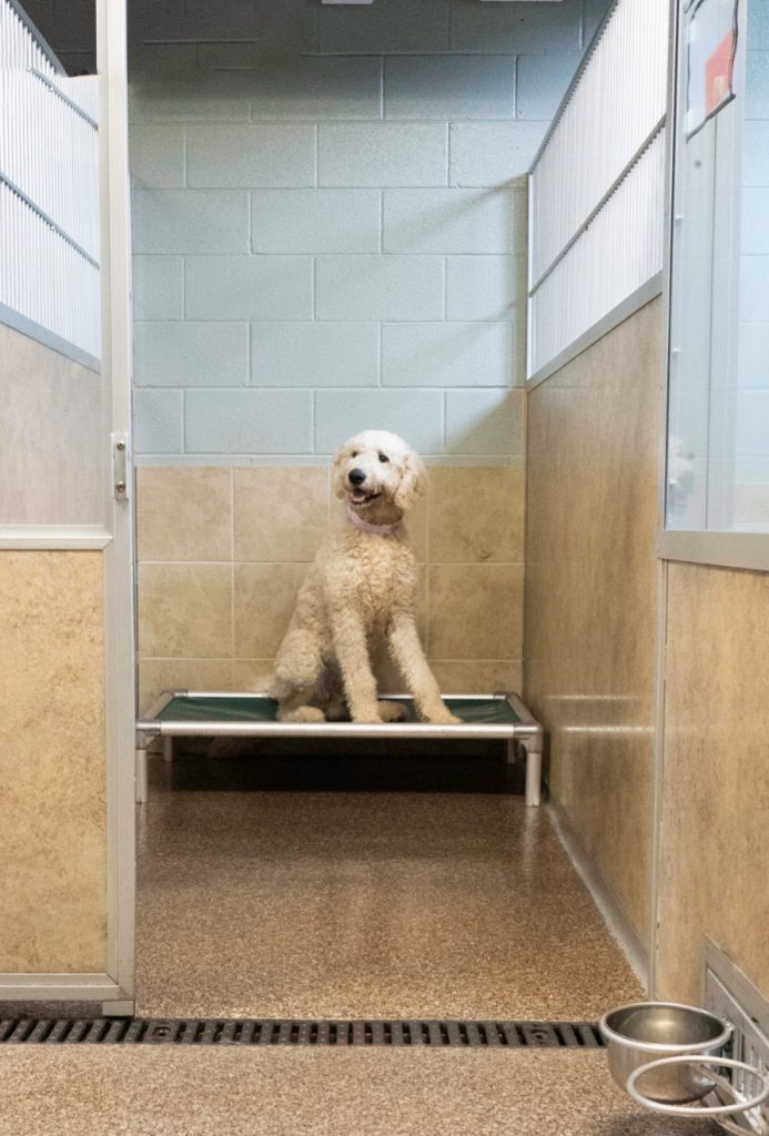 Policies | Pampered Pets Inn